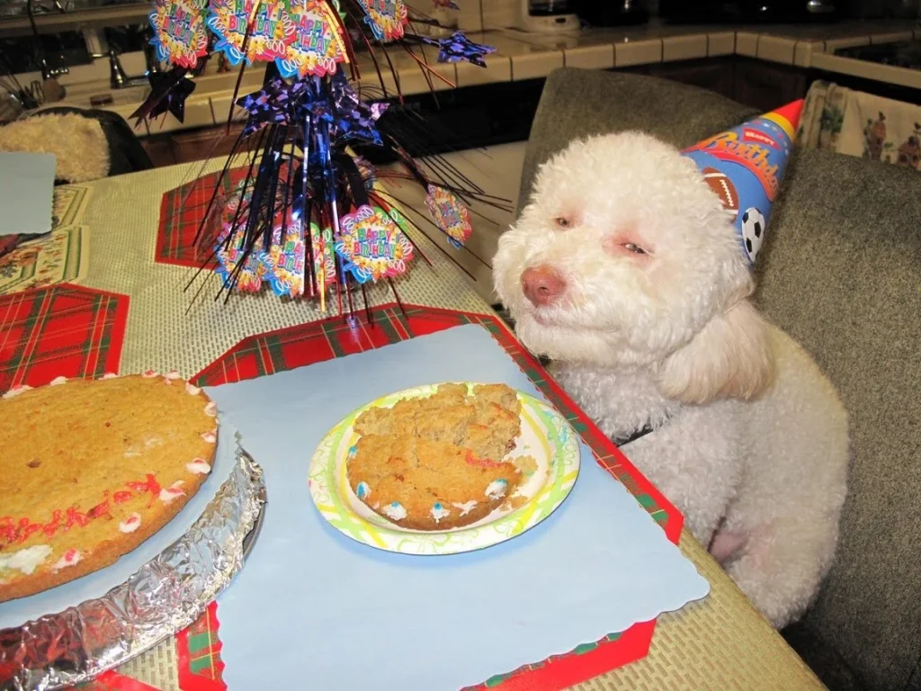 30 Adorable Pictures of Dogs Doing Random Things - Kate Knows