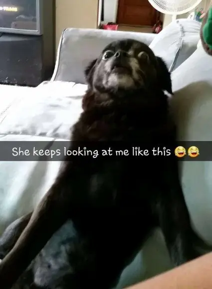 30 Adorable Pictures of Dogs Doing Random Things - Kate Knows