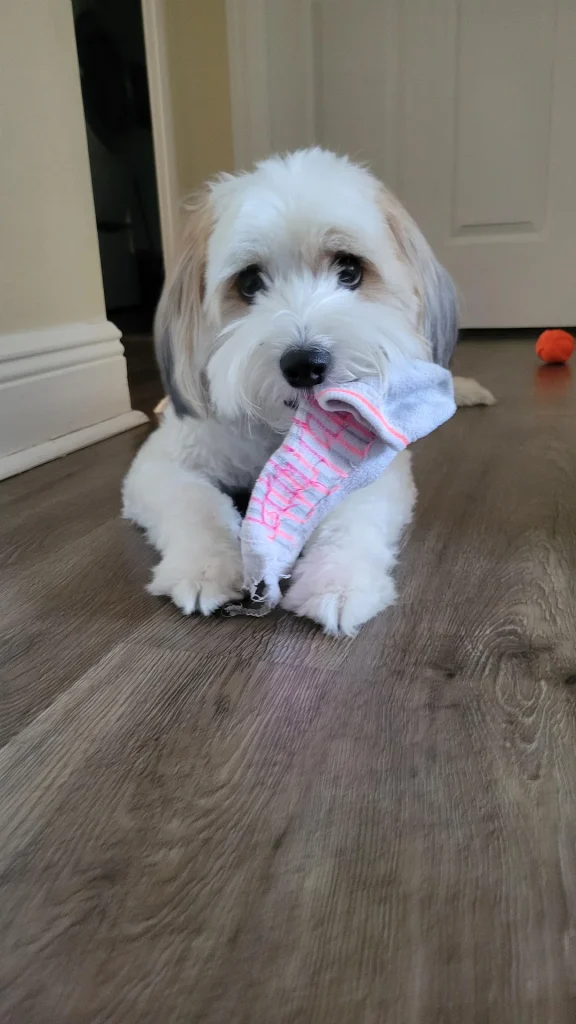 30 Adorable Pictures of Dogs Doing Random Things - Kate Knows