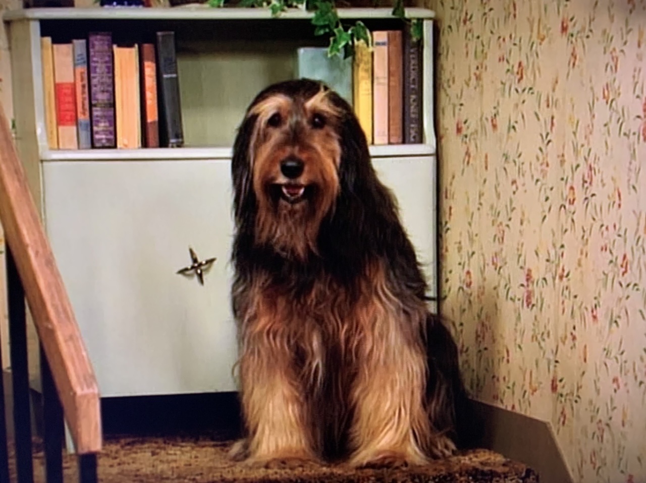 30 TV Animals That Stole The Show And Our Hearts - Kate Knows