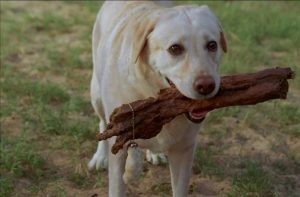 30 TV Animals That Stole The Show And Our Hearts - Kate Knows
