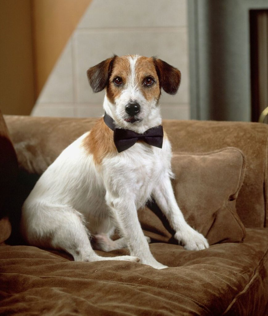 30 TV Animals That Stole The Show And Our Hearts - Kate Knows