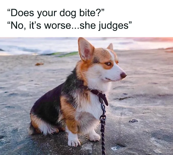 30 Funny Posts Only Dog Owners Will Understand - Kate Knows