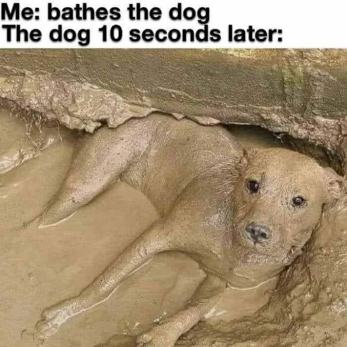 30 Funny Posts Only Dog Owners Will Understand - Kate Knows