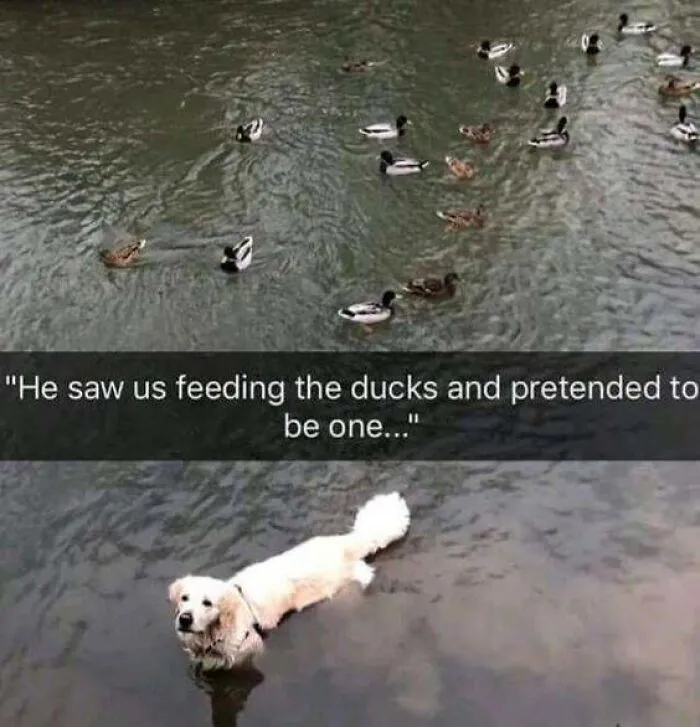 30 Funny Posts Only Dog Owners Will Understand - Kate Knows