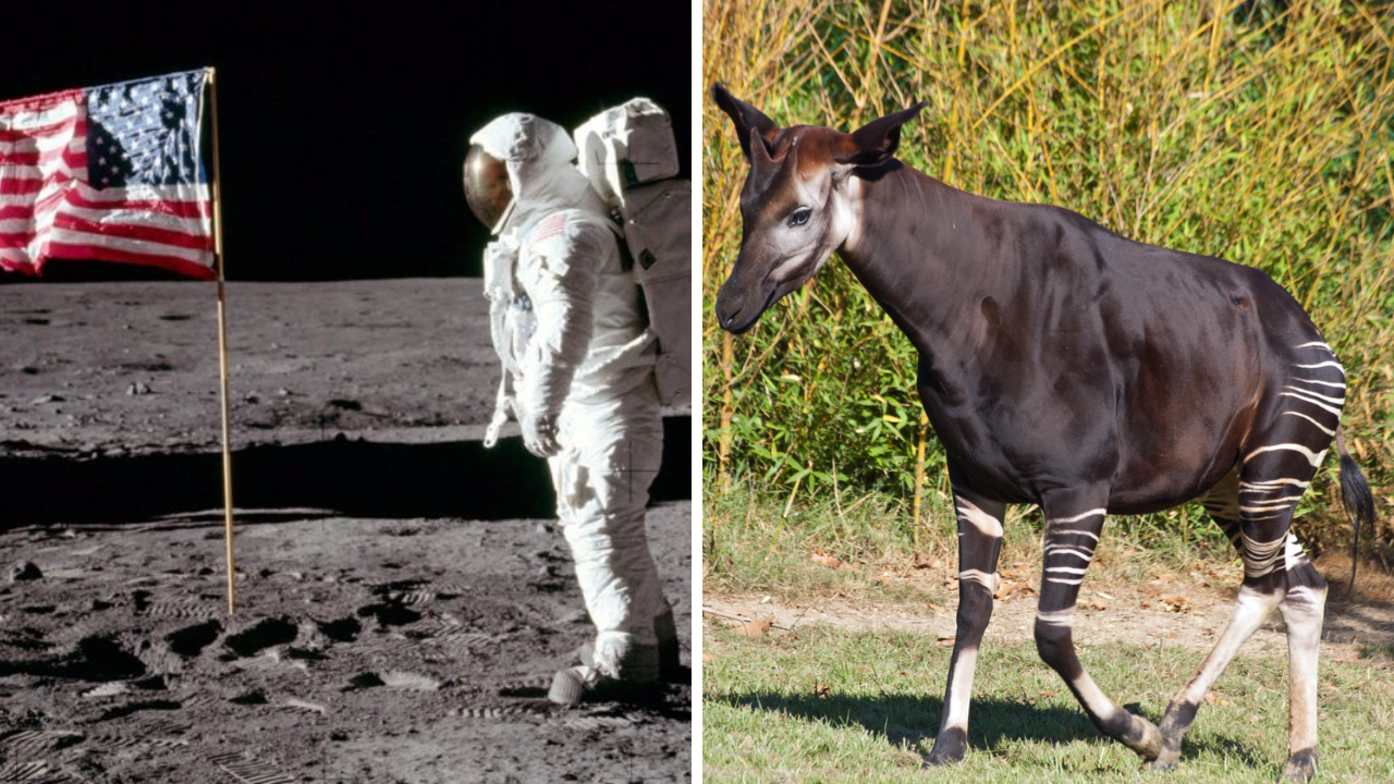 27 Real things people in the past thought were fake - Kate Knows