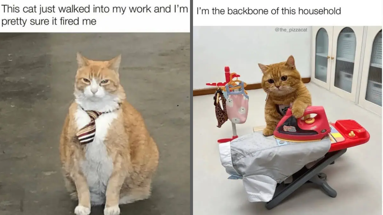 24 cat memes for when you need a good chuckle - Kate Knows