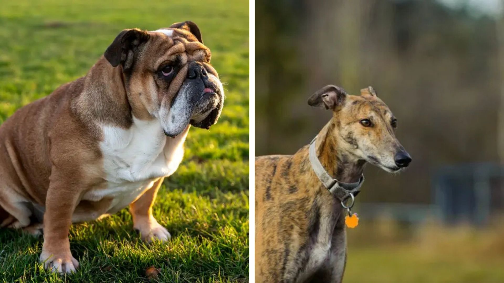 26 Low-Maintenance Dog Breeds of All Sizes for First-Time Pet Parents ...