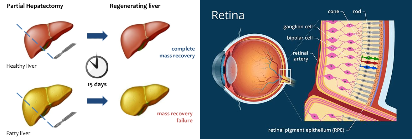 Facts About The Human Body That'll Amaze You - Kate Knows