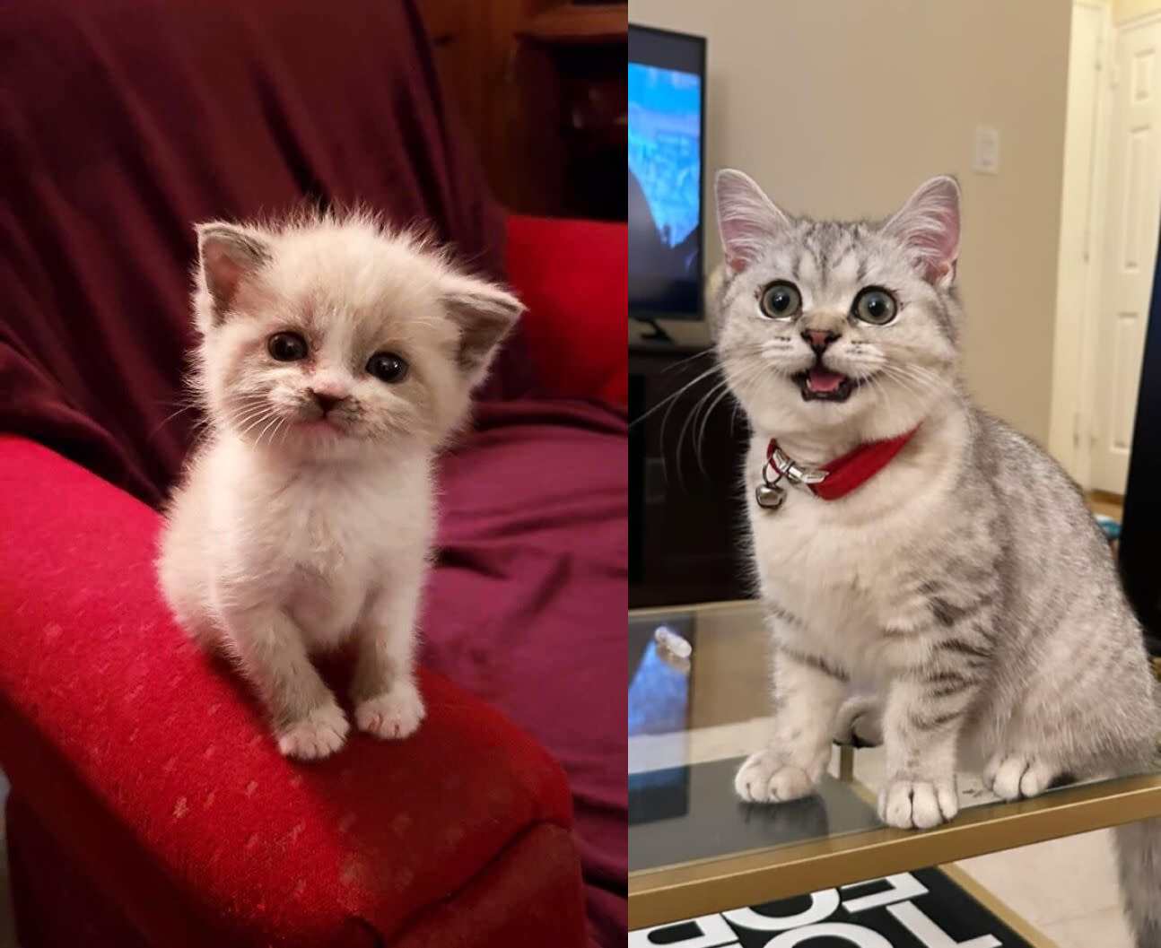 30 Cutest Cat Photos on the Internet - Kate Knows