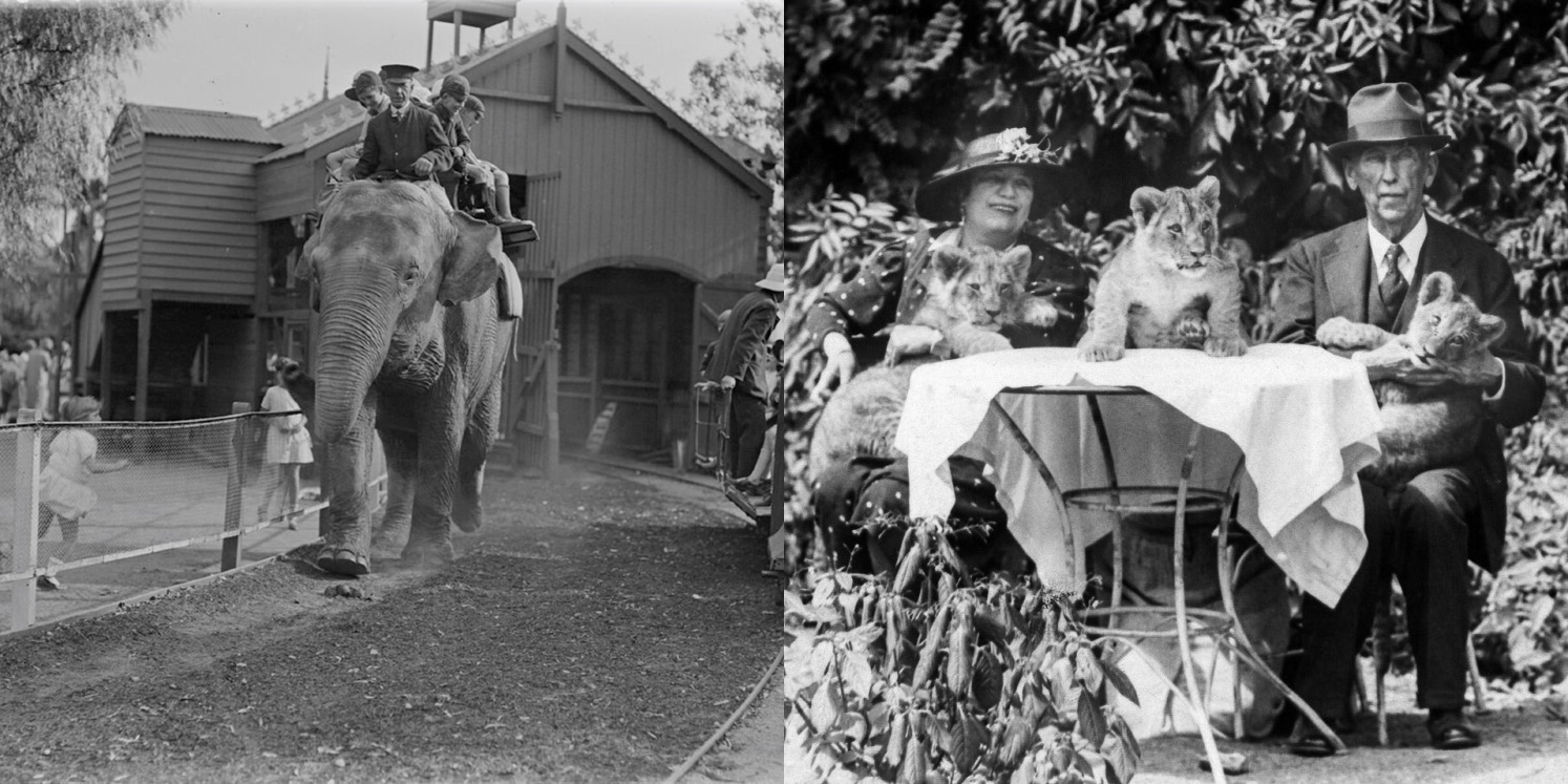 These vintage photos capture what visiting a zoo was like decades ago ...