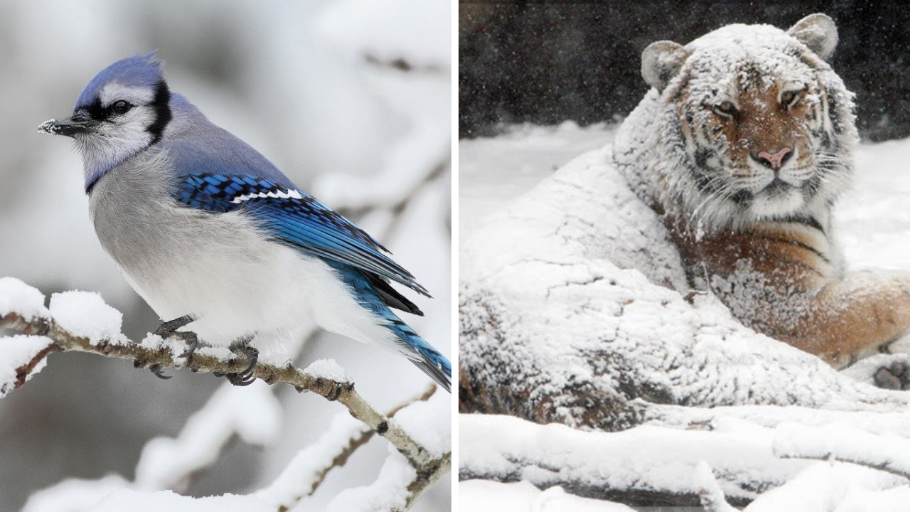 30 wholesome photos of animals thriving in the snow - Kate Knows