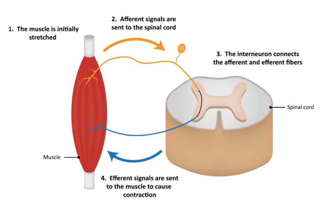 Facts About The Human Body That'll Amaze You - Kate Knows