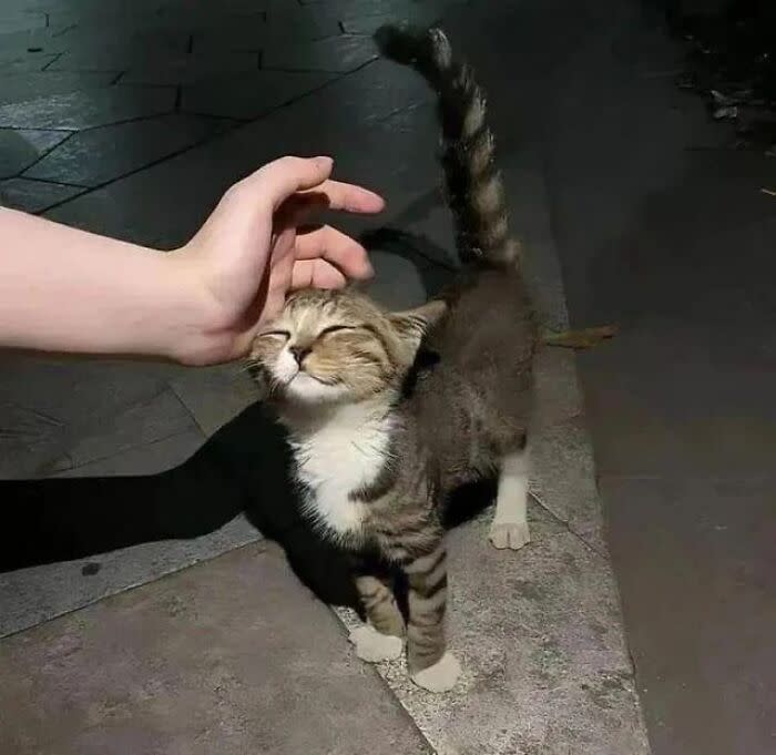 30 Cutest Cat Photos on the Internet - Kate Knows