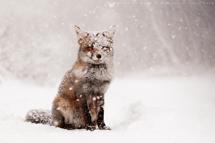 30 wholesome photos of animals thriving in the snow - Kate Knows