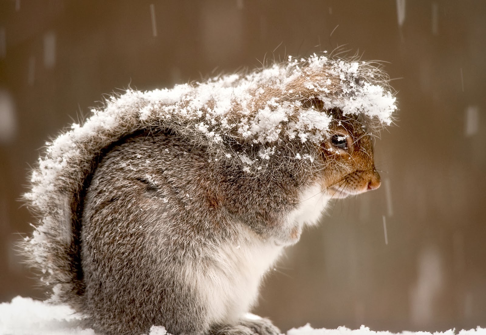 30 wholesome photos of animals thriving in the snow - Kate Knows